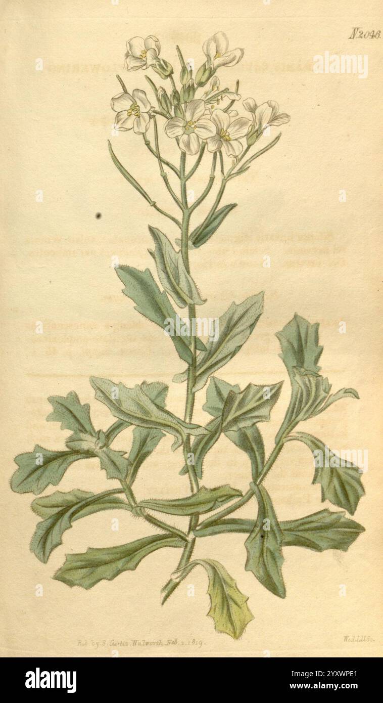 Simple veining hi-res stock photography and images - Alamy