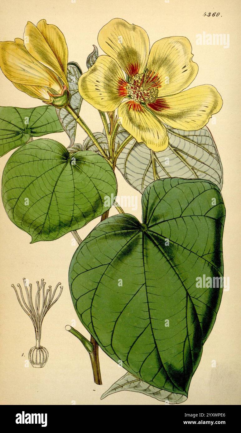 Smaller inset drawing hi-res stock photography and images - Alamy