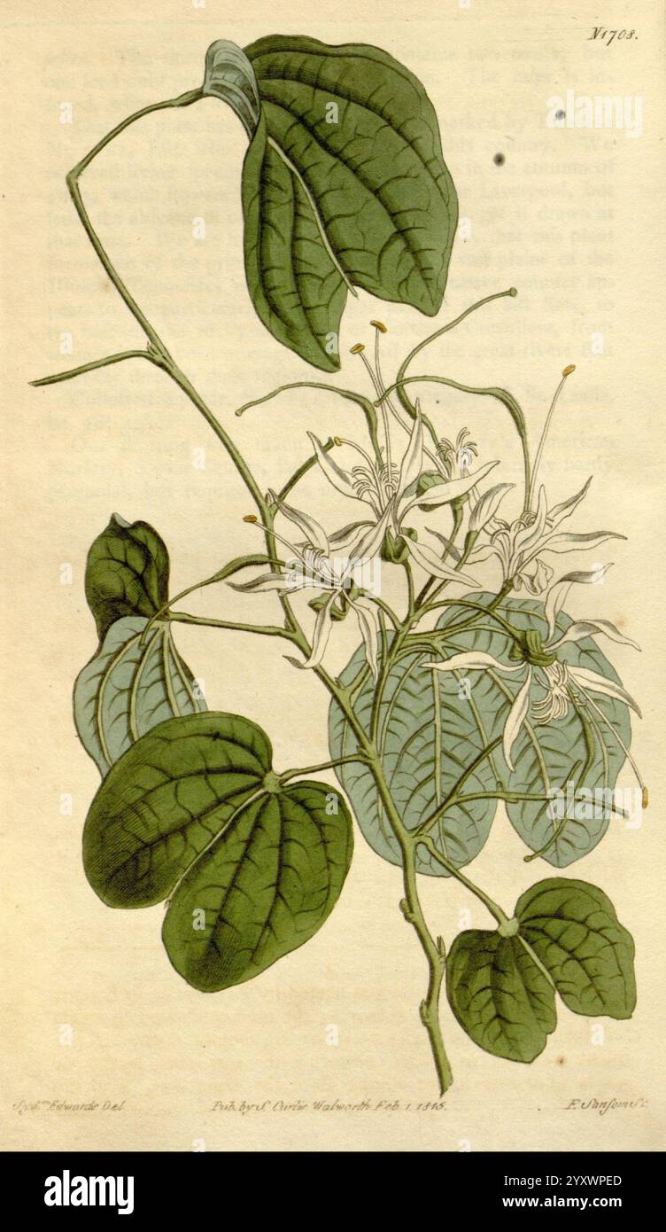 Bauhinia porrecta hi-res stock photography and images - Alamy