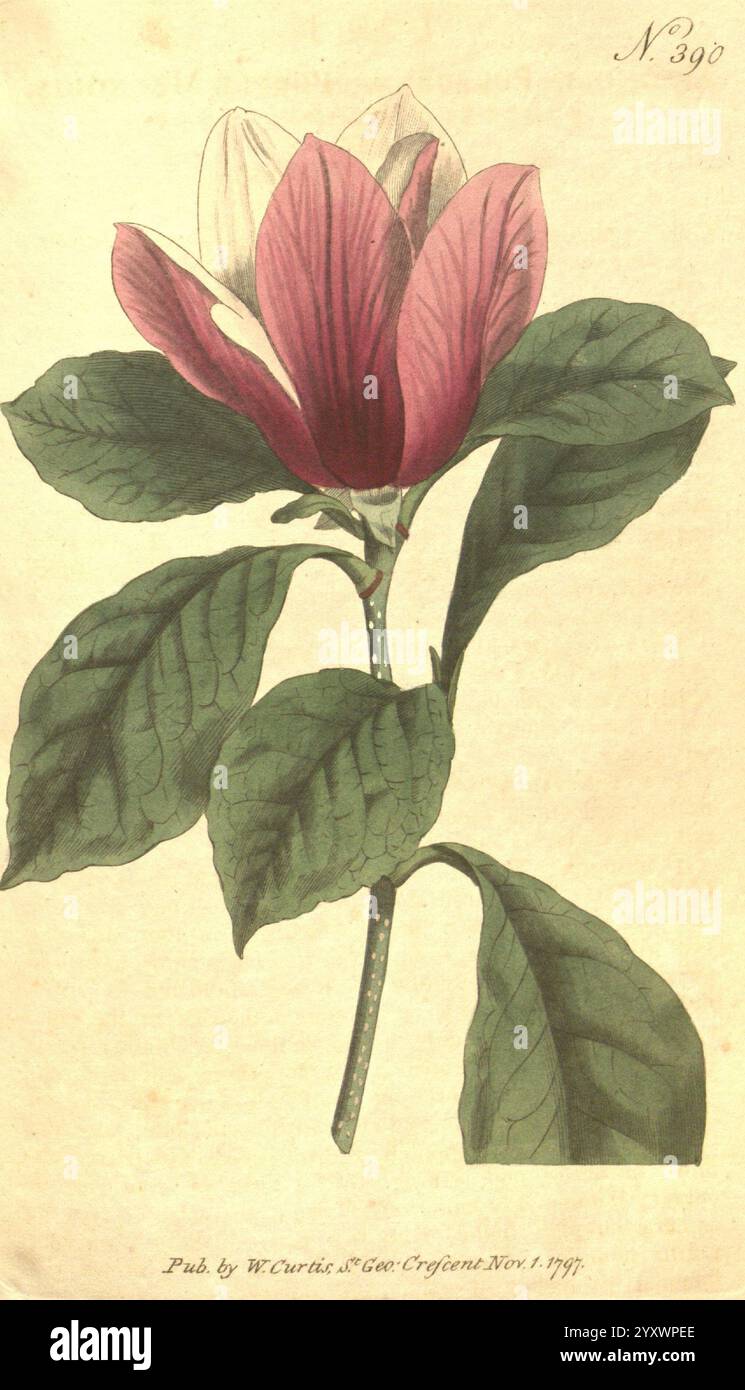 The Botanical magazine, or Flower-garden displayed, 1790-1800, botany ...