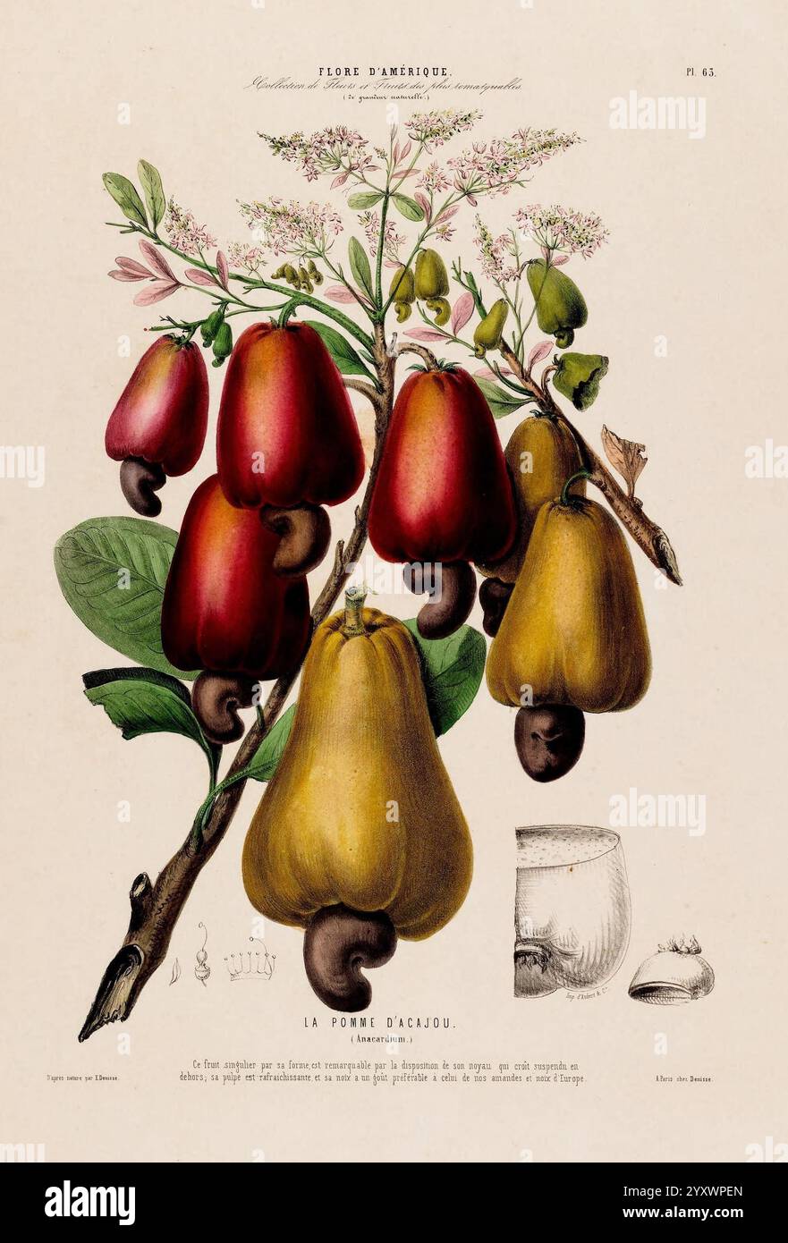 Cashew plants anatomy hi-res stock photography and images - Alamy