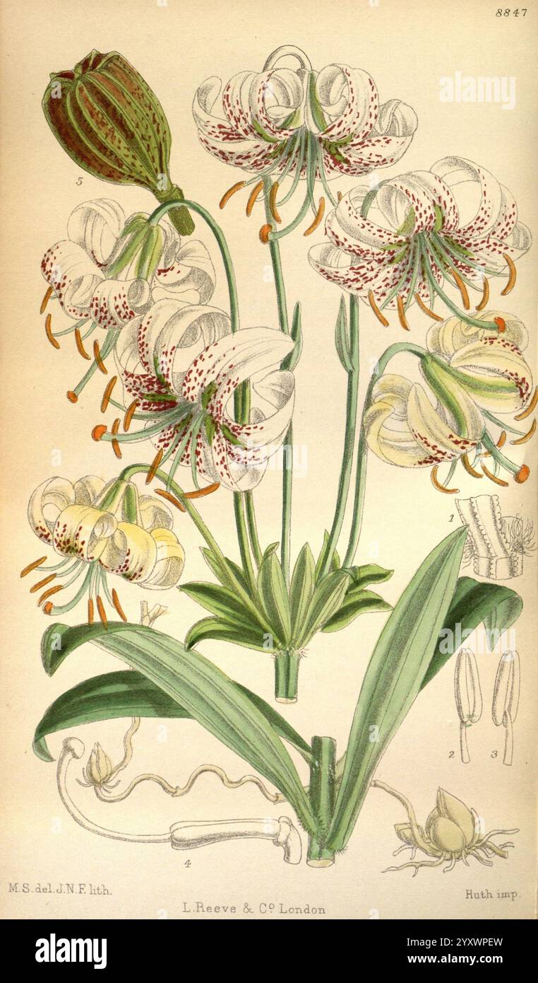 Curtis's Botanical Magazine, London, New York, Botanical Illustration ...