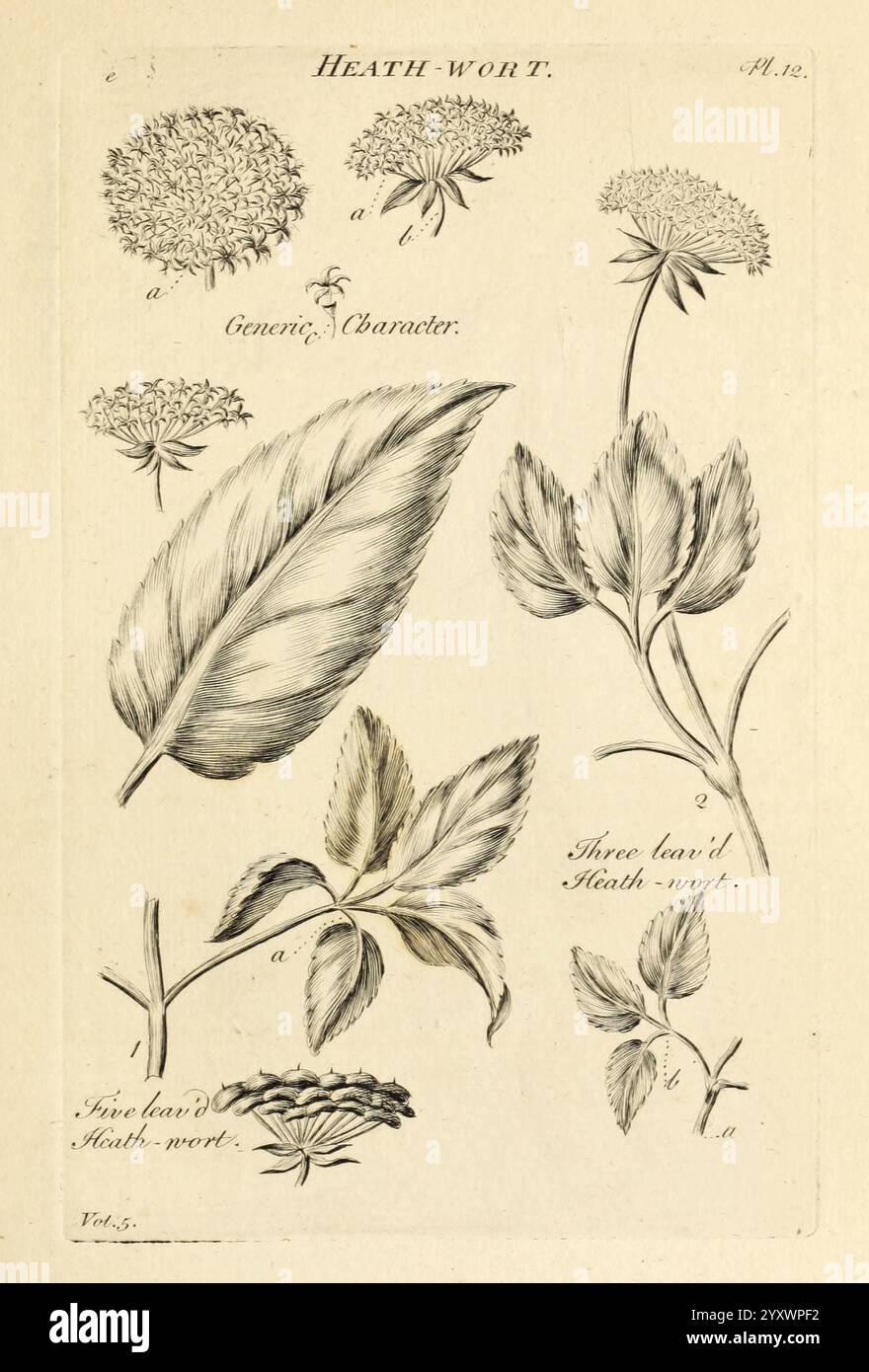 Showcasing various plant parts hi-res stock photography and images - Alamy