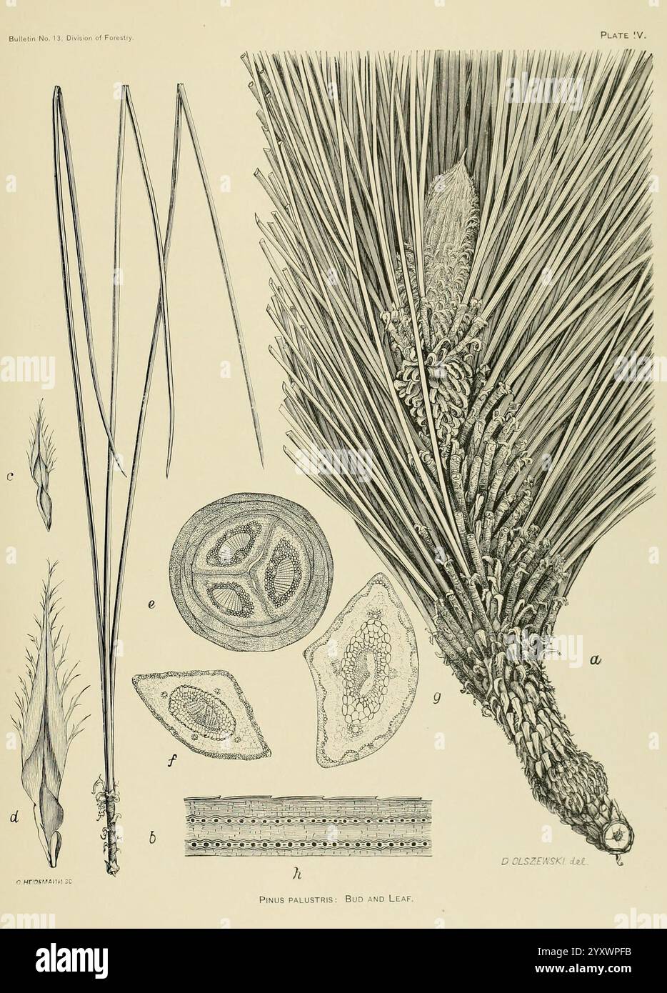 The, timber, pines, of, the, southern, United, States, Washington, Govt ...