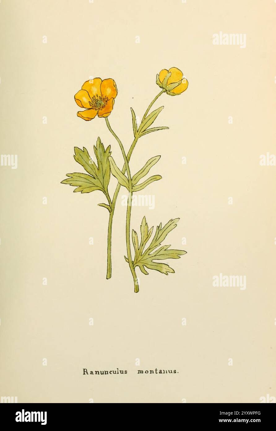 Ranunculus montanus variety hi-res stock photography and images - Alamy