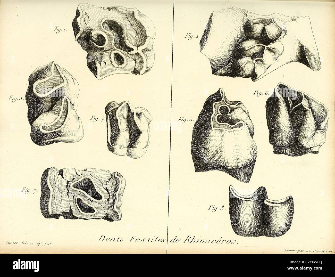 Fossil specimens labeled hi-res stock photography and images - Alamy
