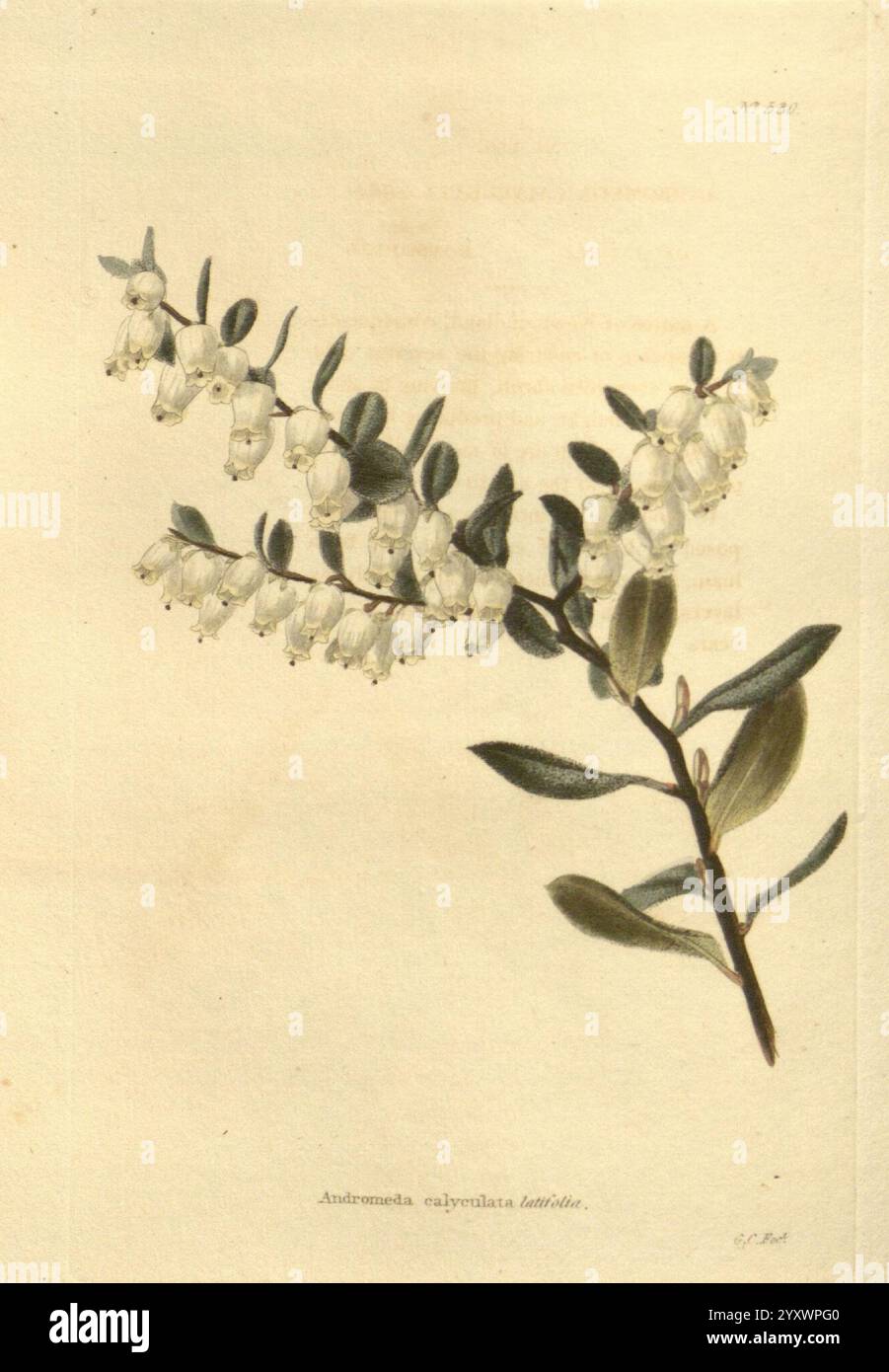 1817 1833 andromeda polifolia hi-res stock photography and images - Alamy