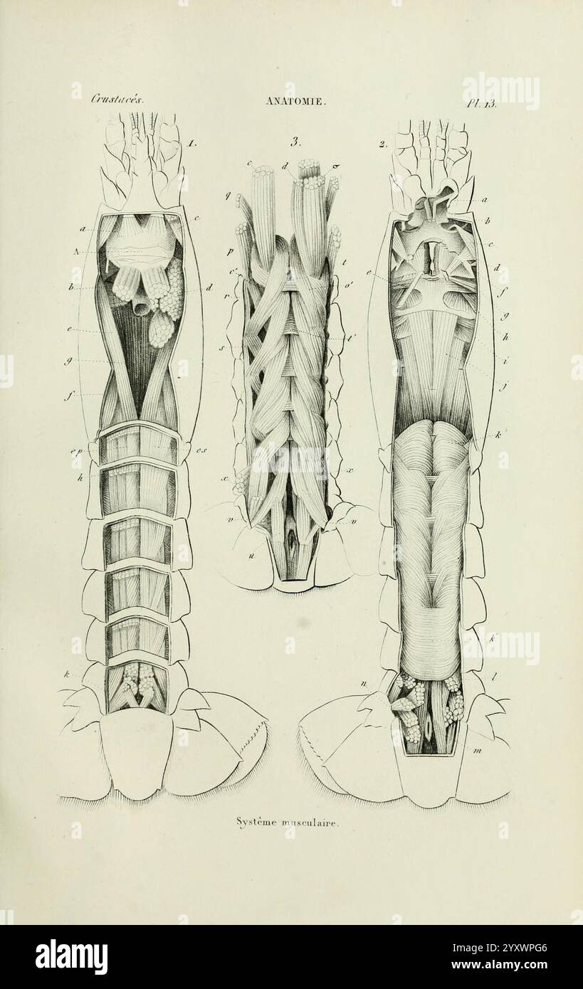 Histoire naturelle des crustacés, Paris, Librairie encyclopédique de ...