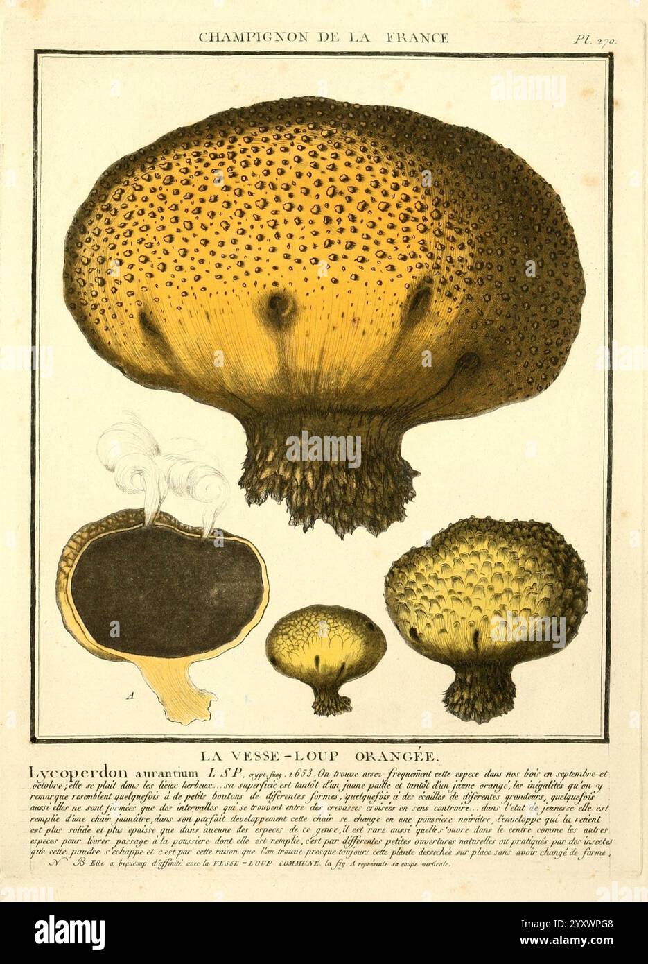 Herbier de la France, Paris, Chez l'auteur, Didot, Debure, Belin, 1780 ...