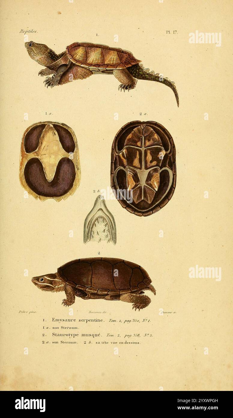 Anatomical details relevant hi-res stock photography and images - Alamy