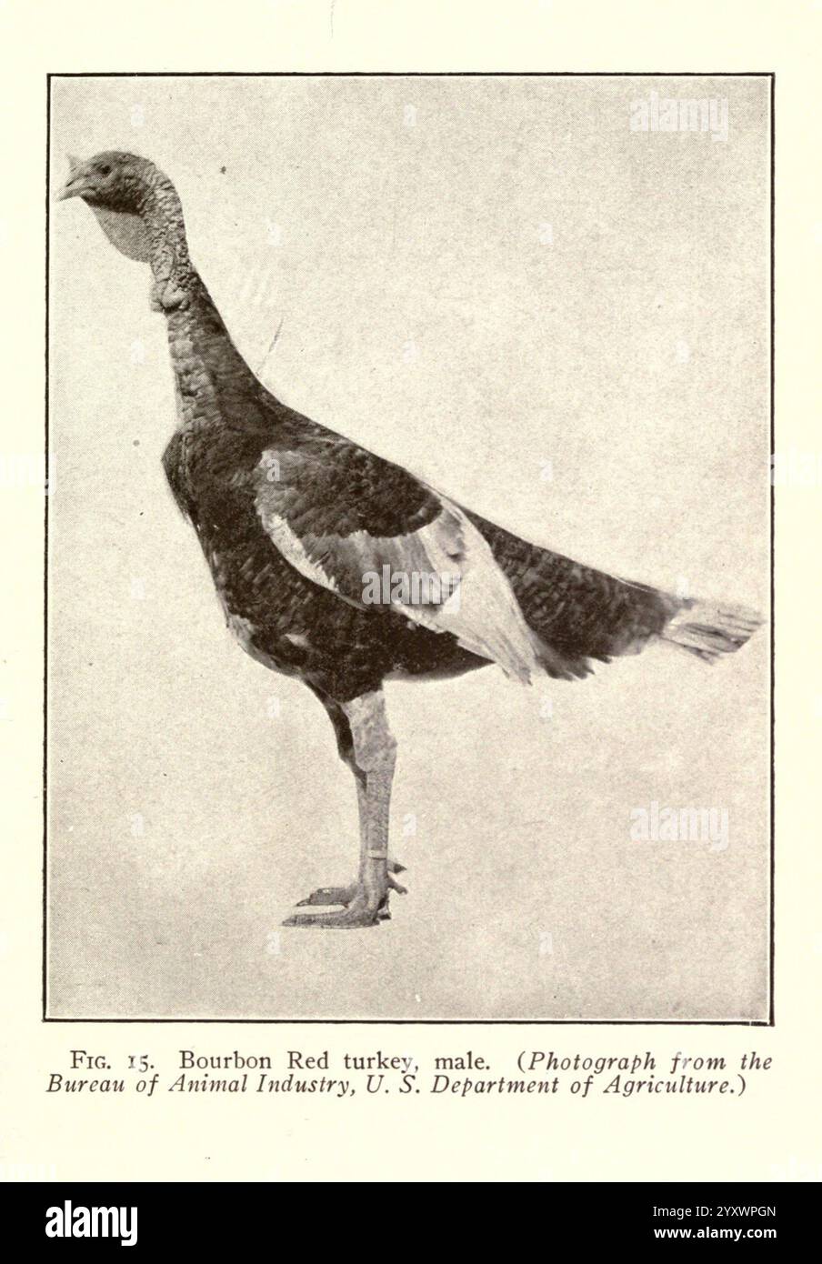 Displays rich reddish brown wings hi-res stock photography and images ...