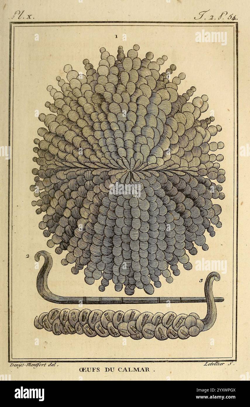 Squids life cycle hi-res stock photography and images - Alamy