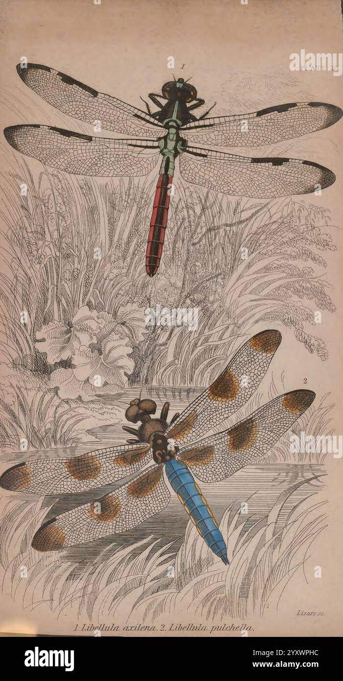 Illustration showcases three dragonflies hi-res stock photography and ...