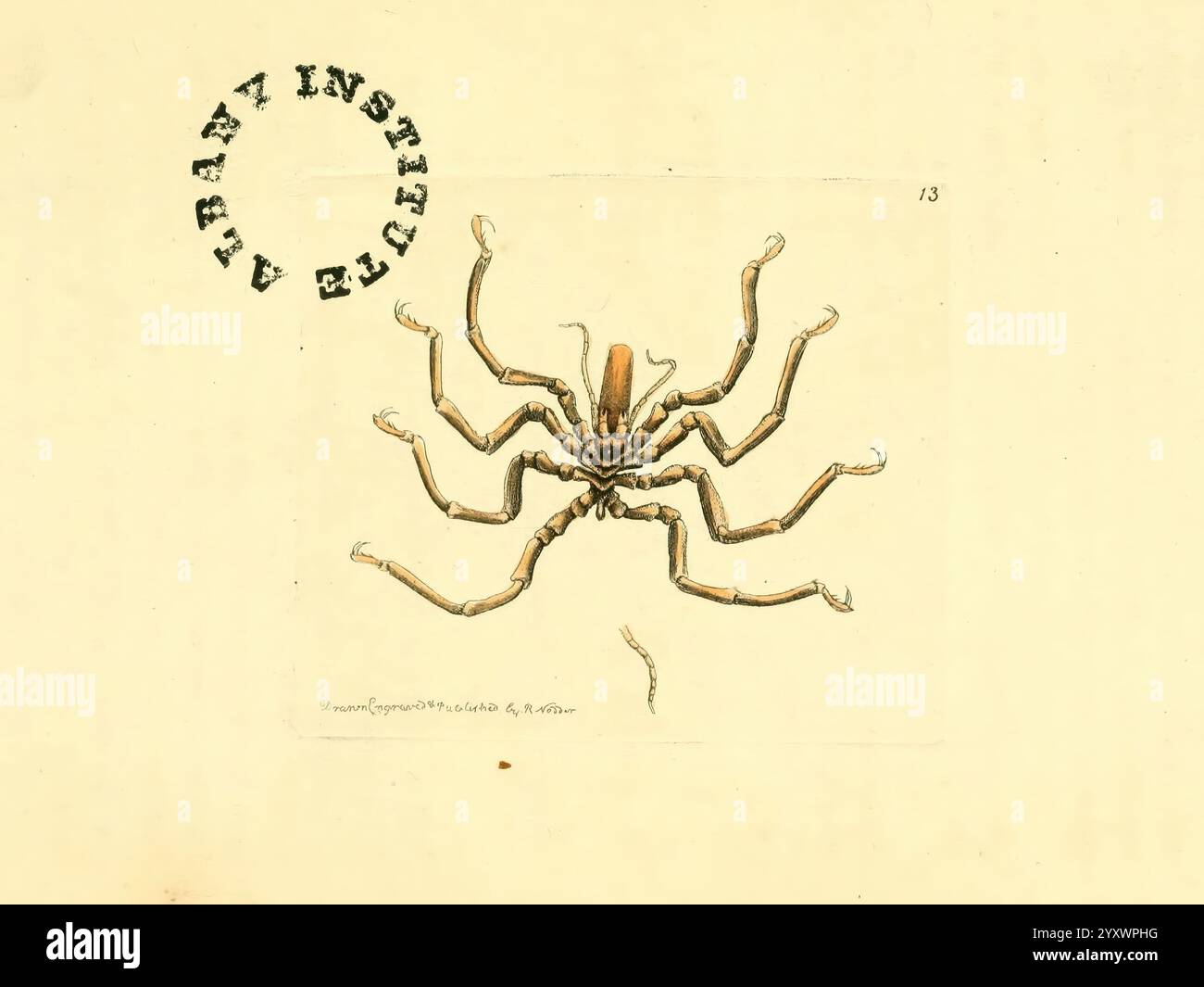 Spiders unique anatomy hi-res stock photography and images - Alamy