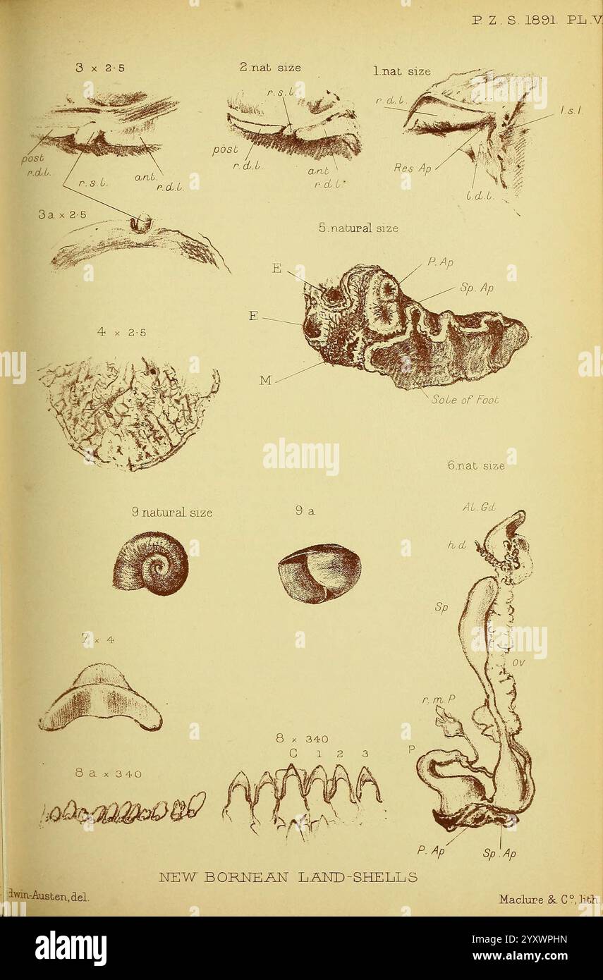 Proceedings of the Zoological Society of London, London, Academic Press ...