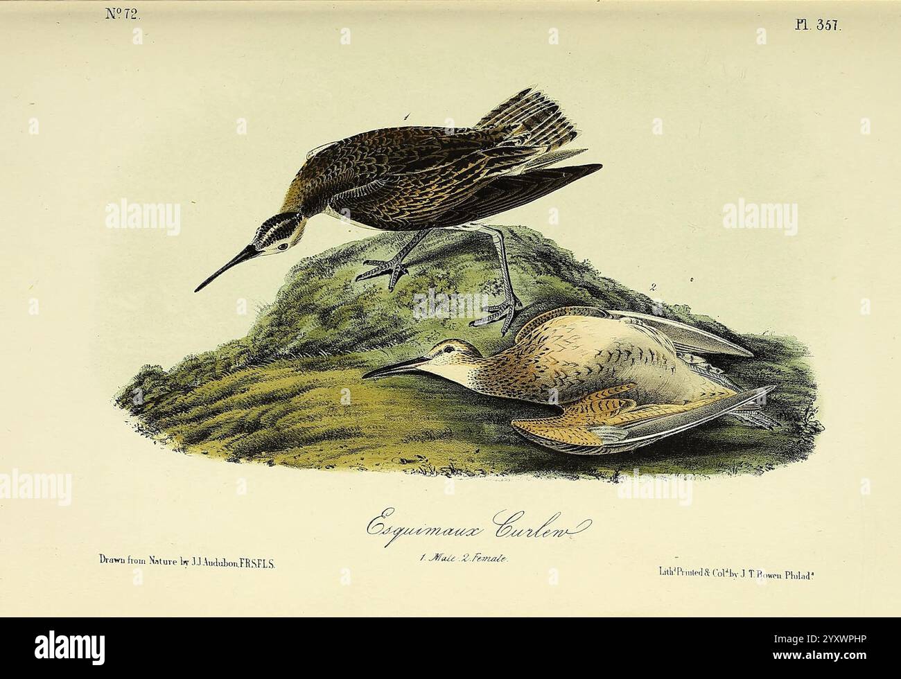 The, birds, of, America, New York, G.R, Lockwood, 1871, 1839, birds ...