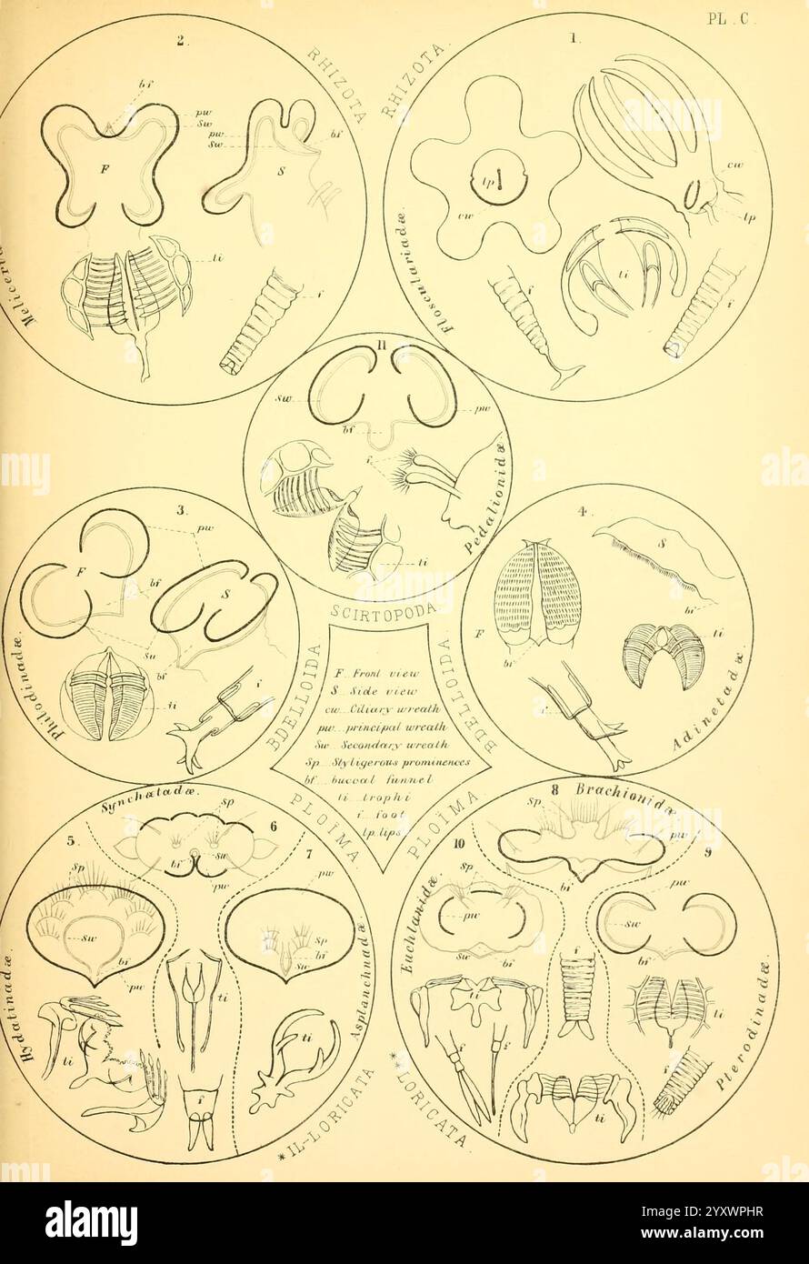The Rotifera London, Longmans, Green, 1889. Rotifera Microscopic Wheel ...