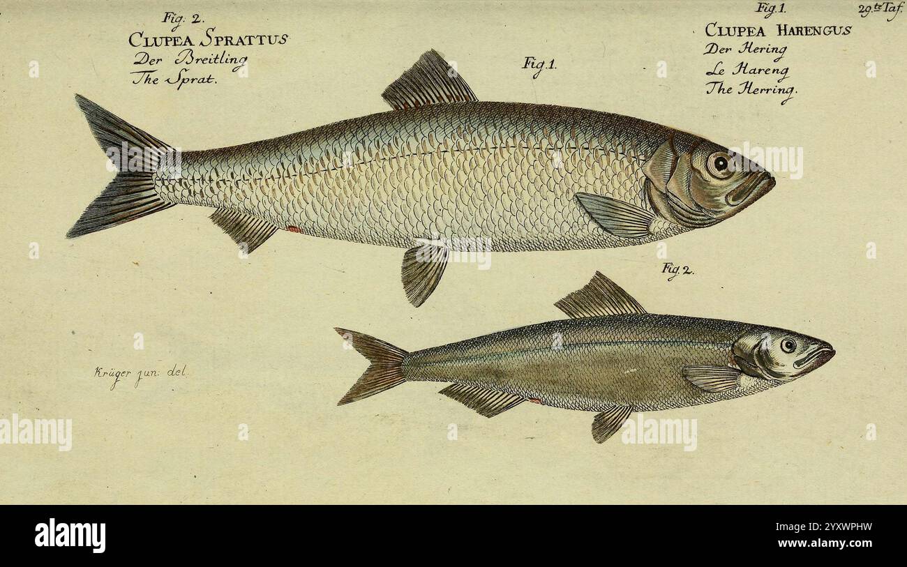 Two species of clupea are recognized hi-res stock photography and ...