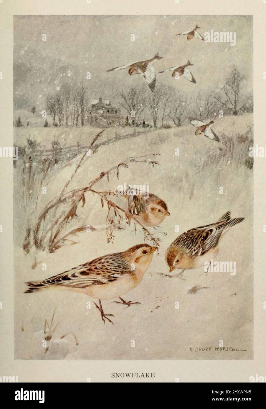 Three small birds forage hi-res stock photography and images - Alamy