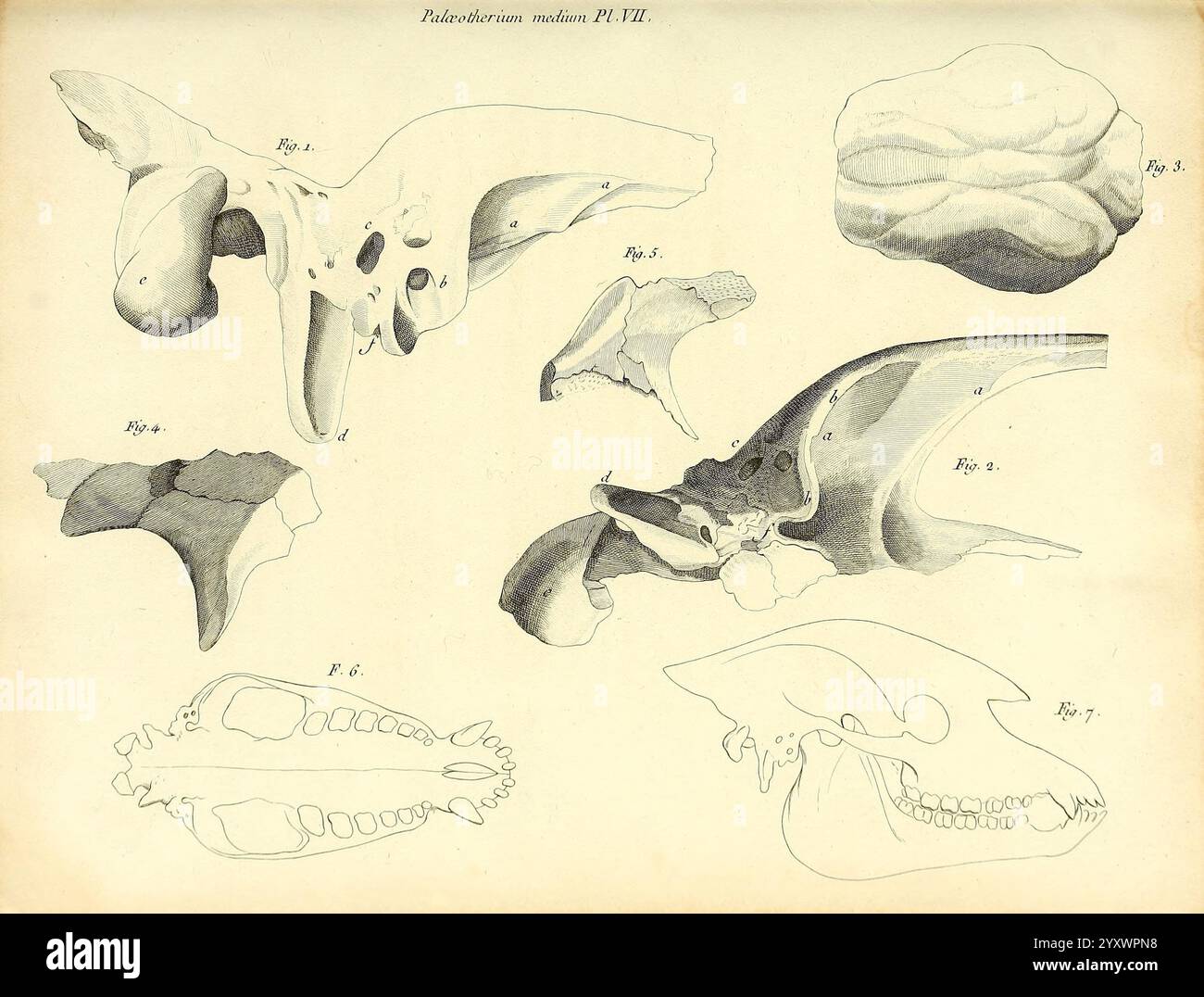 Different skeletal elements hi-res stock photography and images - Alamy