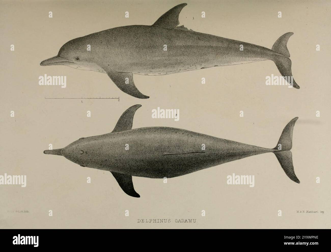 Transactions of the Zoological Society of London, London, Published for ...