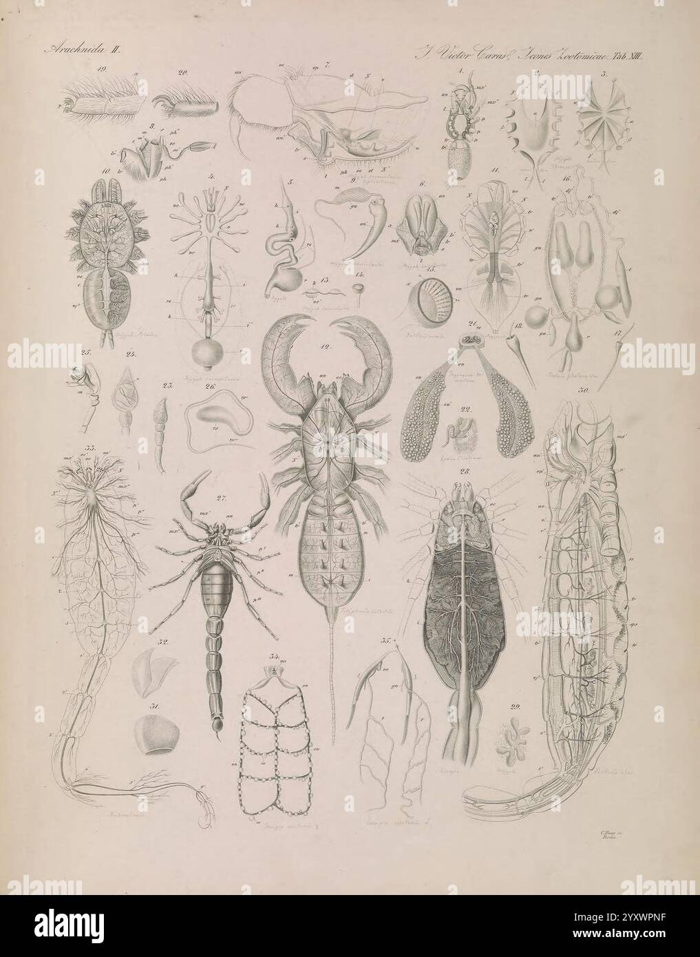 Icones Zootomicae, Leipzig, W. Engelmann, 1857, atlases, anatomy ...