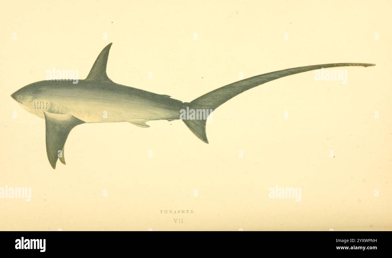 Shark showcasing hi-res stock photography and images - Alamy