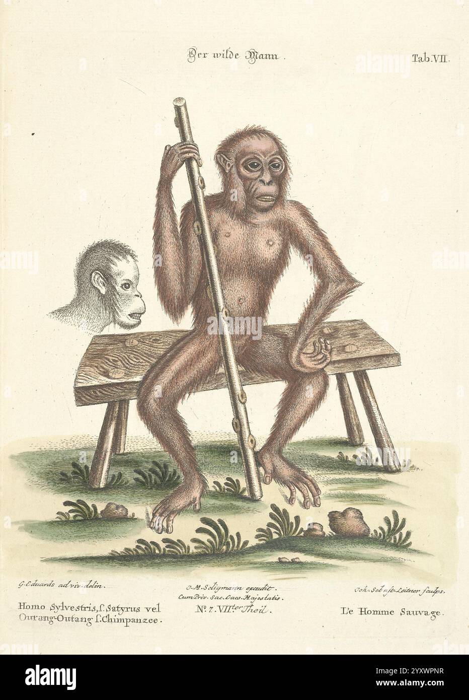 Ape characteristics hi-res stock photography and images - Alamy