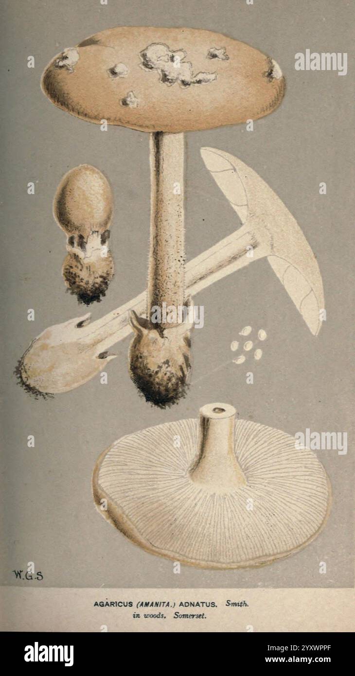 Illustrations of British Fungi (Hymenomycetes), to serve as an atlas to ...