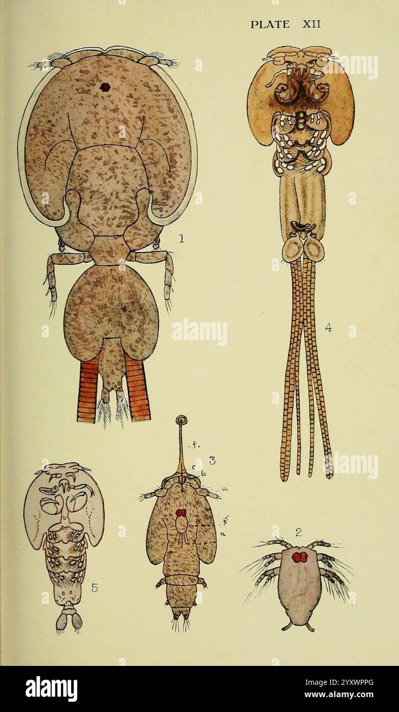 Cephalopods adaptations hi-res stock photography and images - Alamy