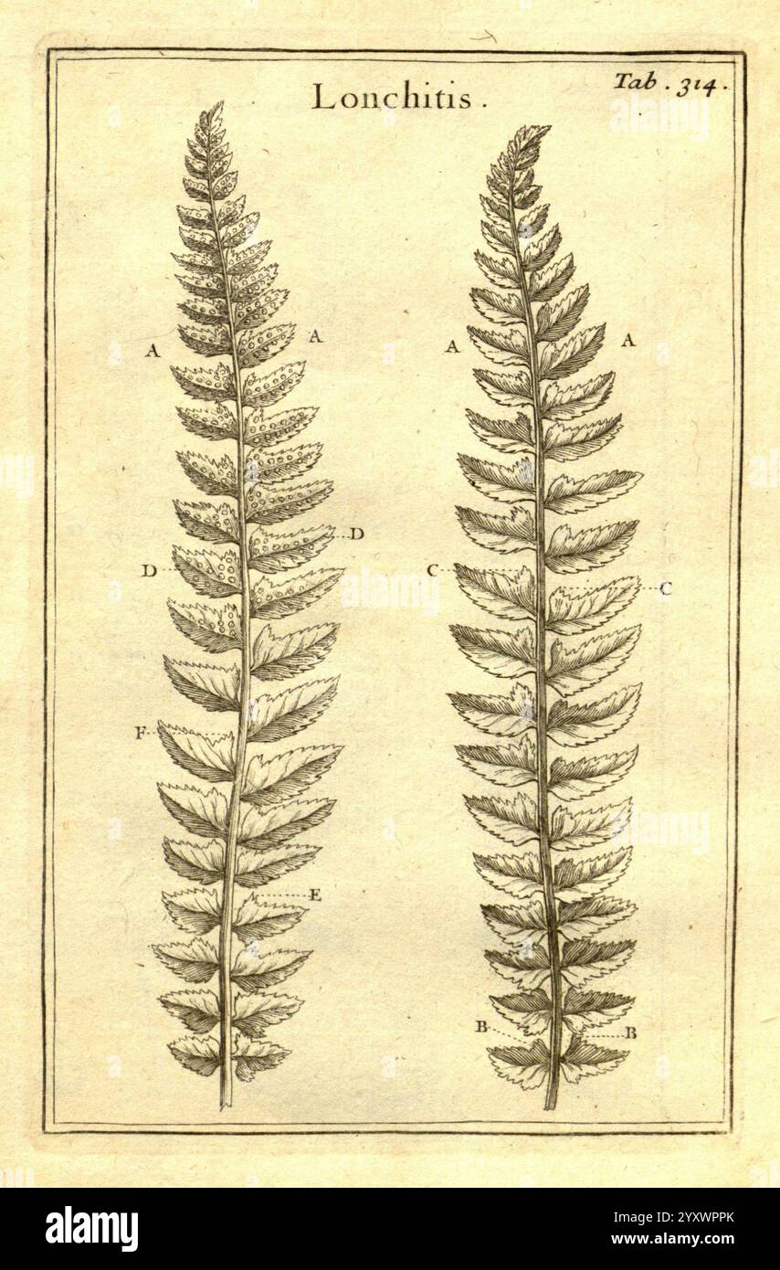 Featuring two elongated fronds hi-res stock photography and images - Alamy