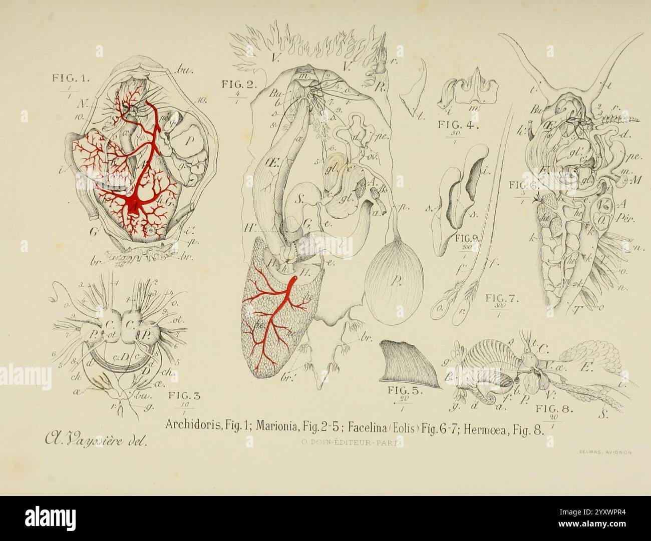 Highlighting different organs hi-res stock photography and images - Alamy