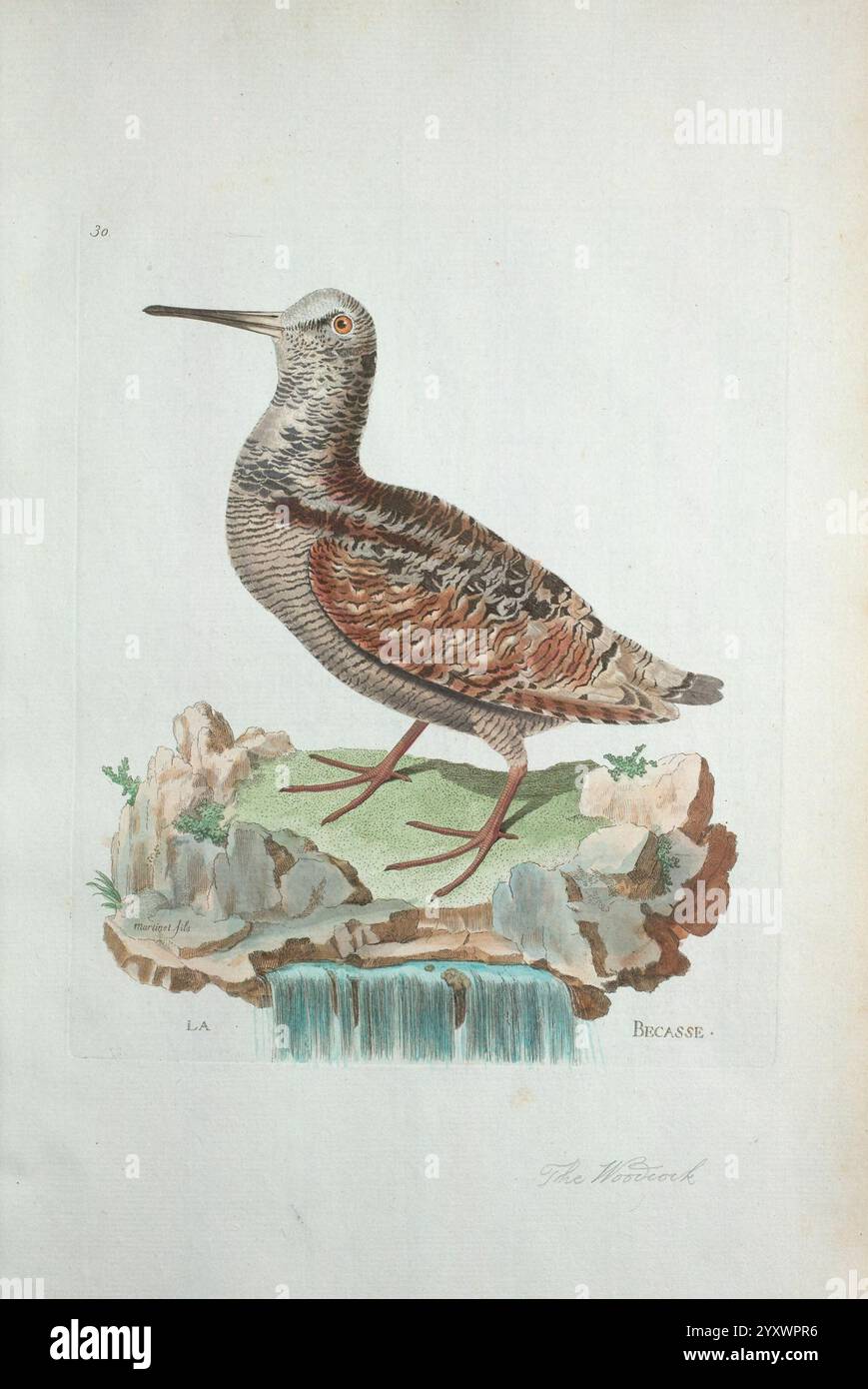 Ornithologie, Paris, The Artist, 1773-1792, birds, pictorial works, A ...