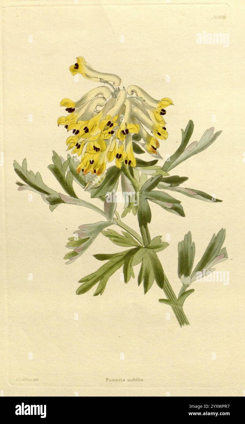 The botanical cabinet, London, John & Arthur Arch, 1817-1833 fumaria ...