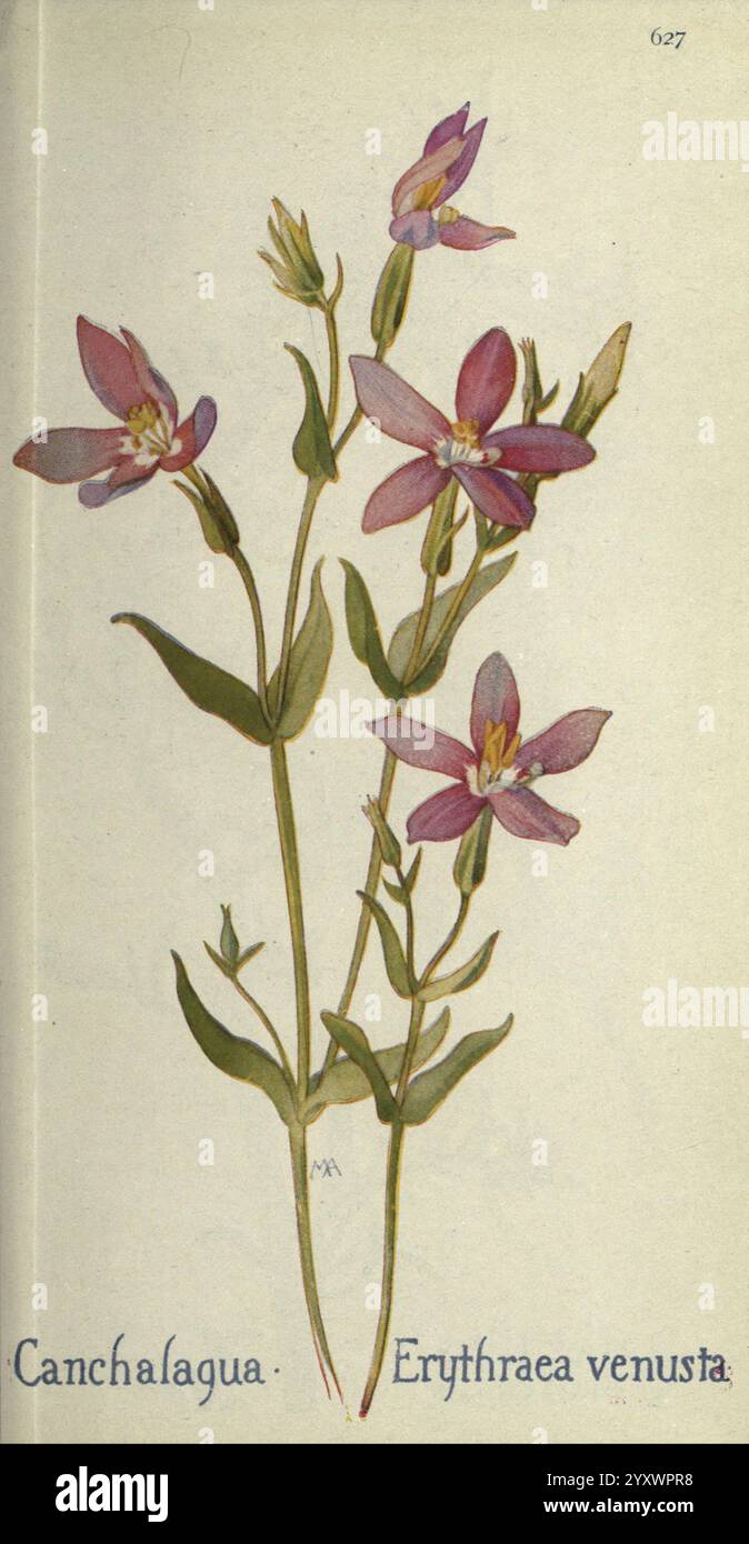 Field book of western wild flowers, London, C. P. Putnam's Sons, 1915 ...