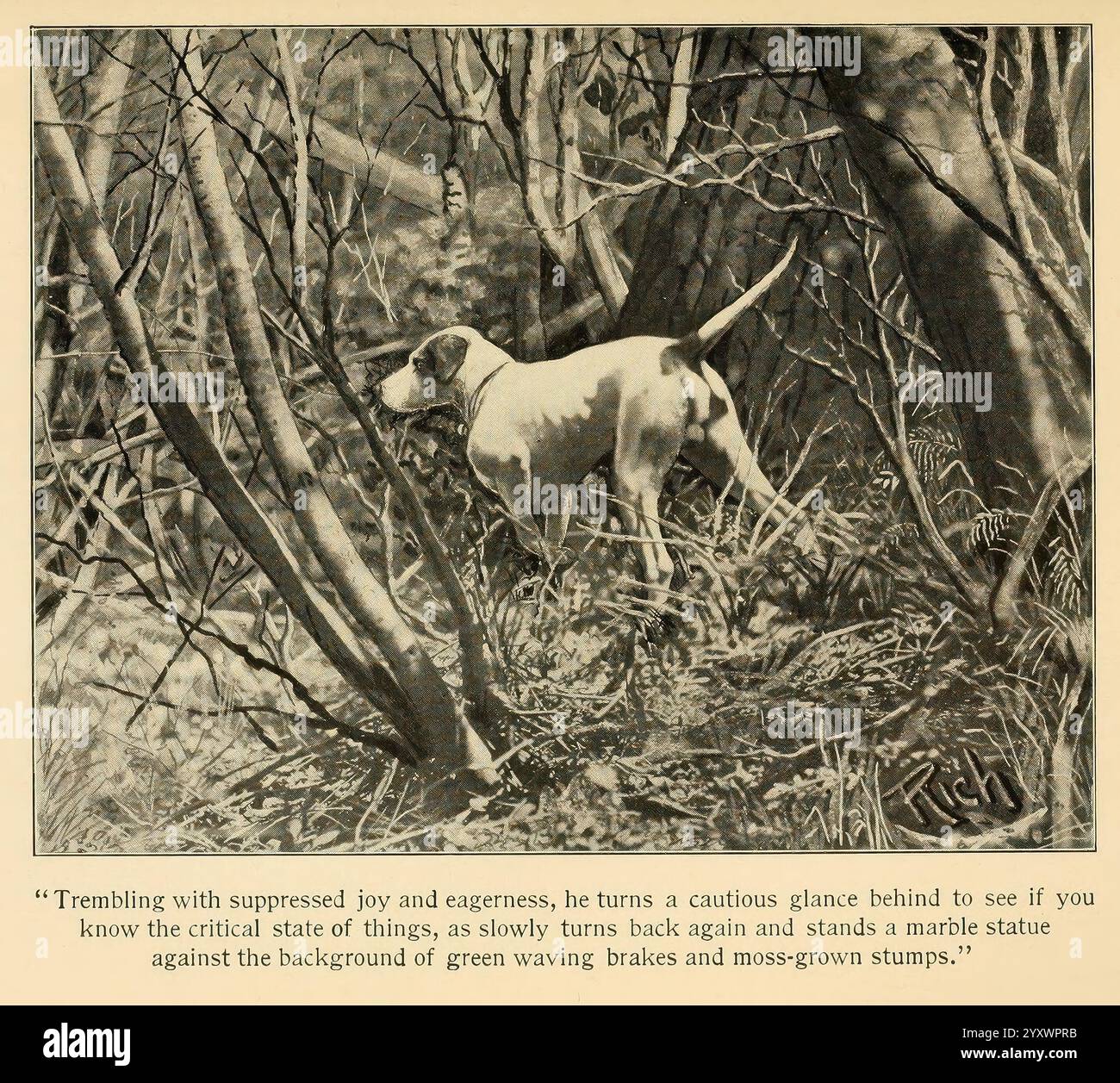Tangle of trees stands in hi-res stock photography and images - Alamy
