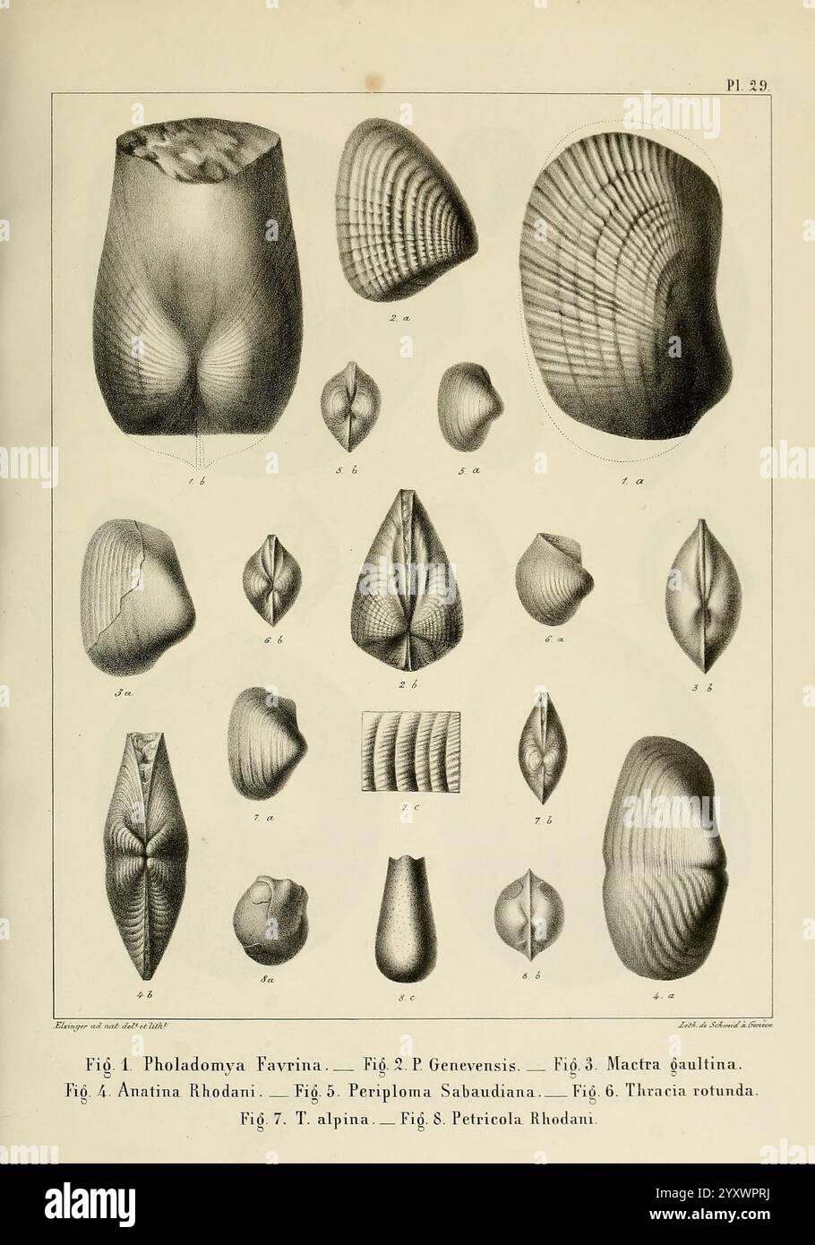Description des mollusques fossiles qui se trouvent dans les grès verts ...