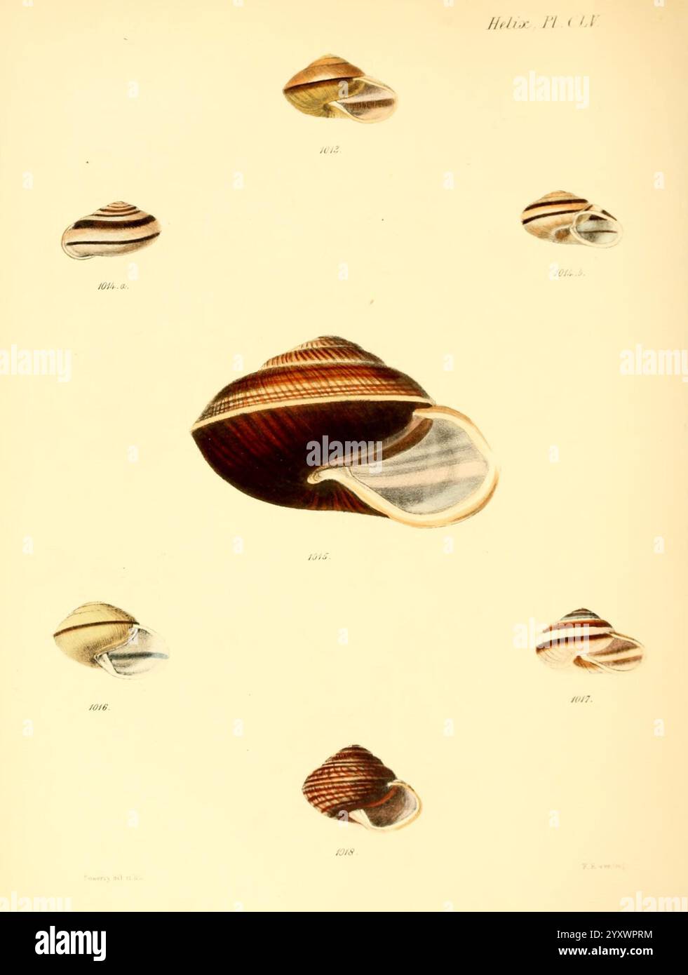 Semi circular layout hi-res stock photography and images - Alamy