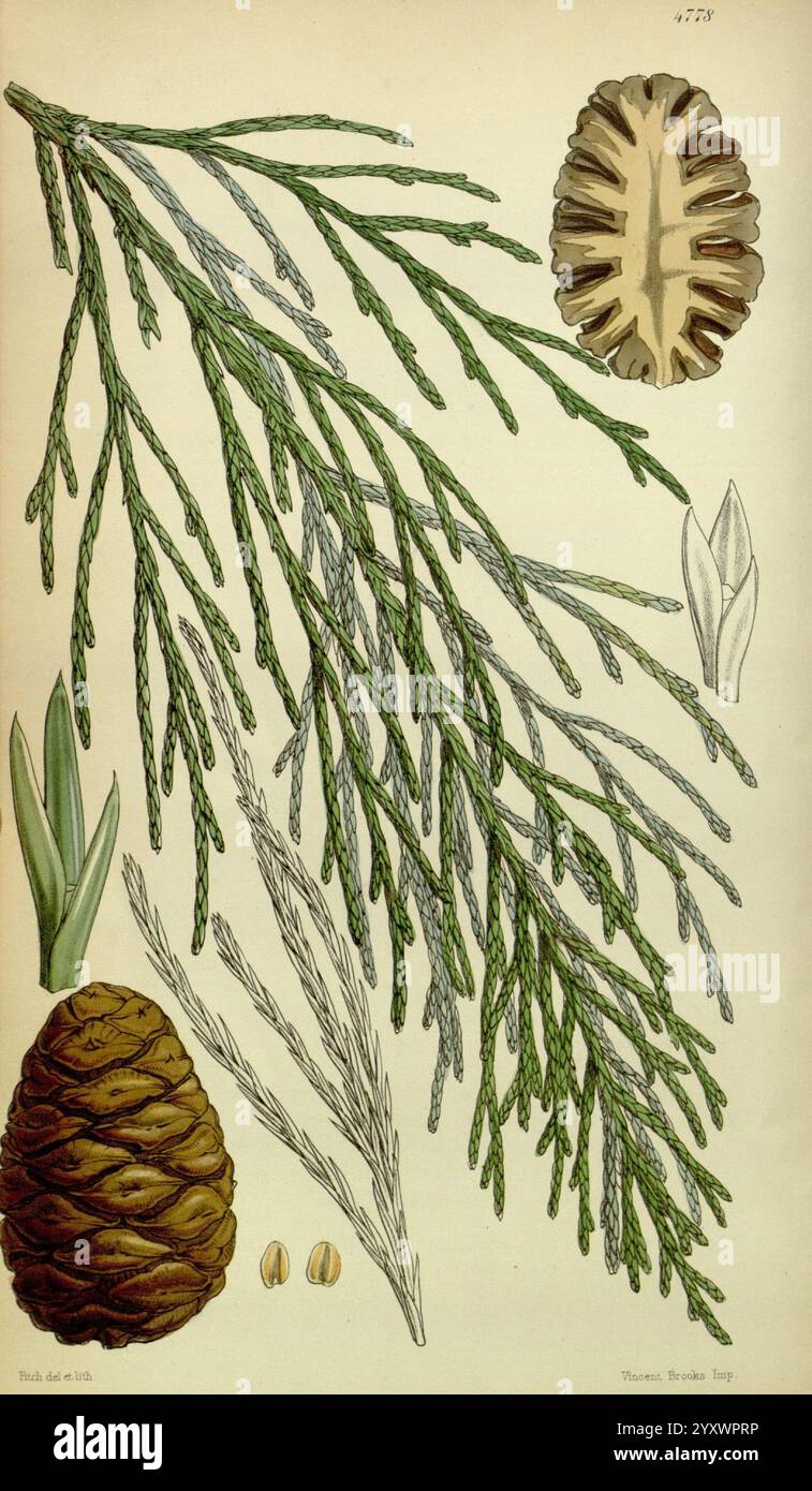 Conifer branch adds hi-res stock photography and images - Alamy