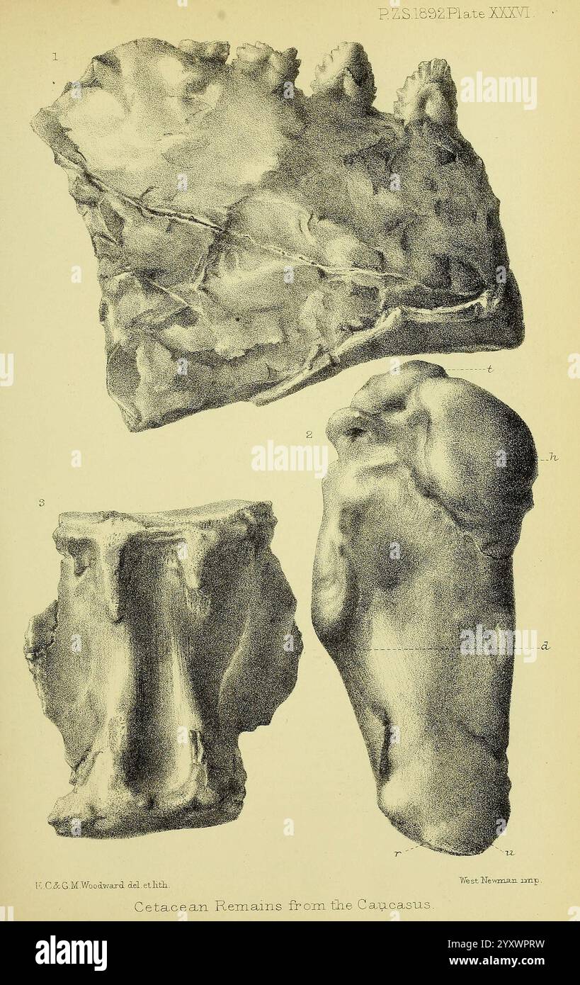 Smaller bone sections hi-res stock photography and images - Alamy
