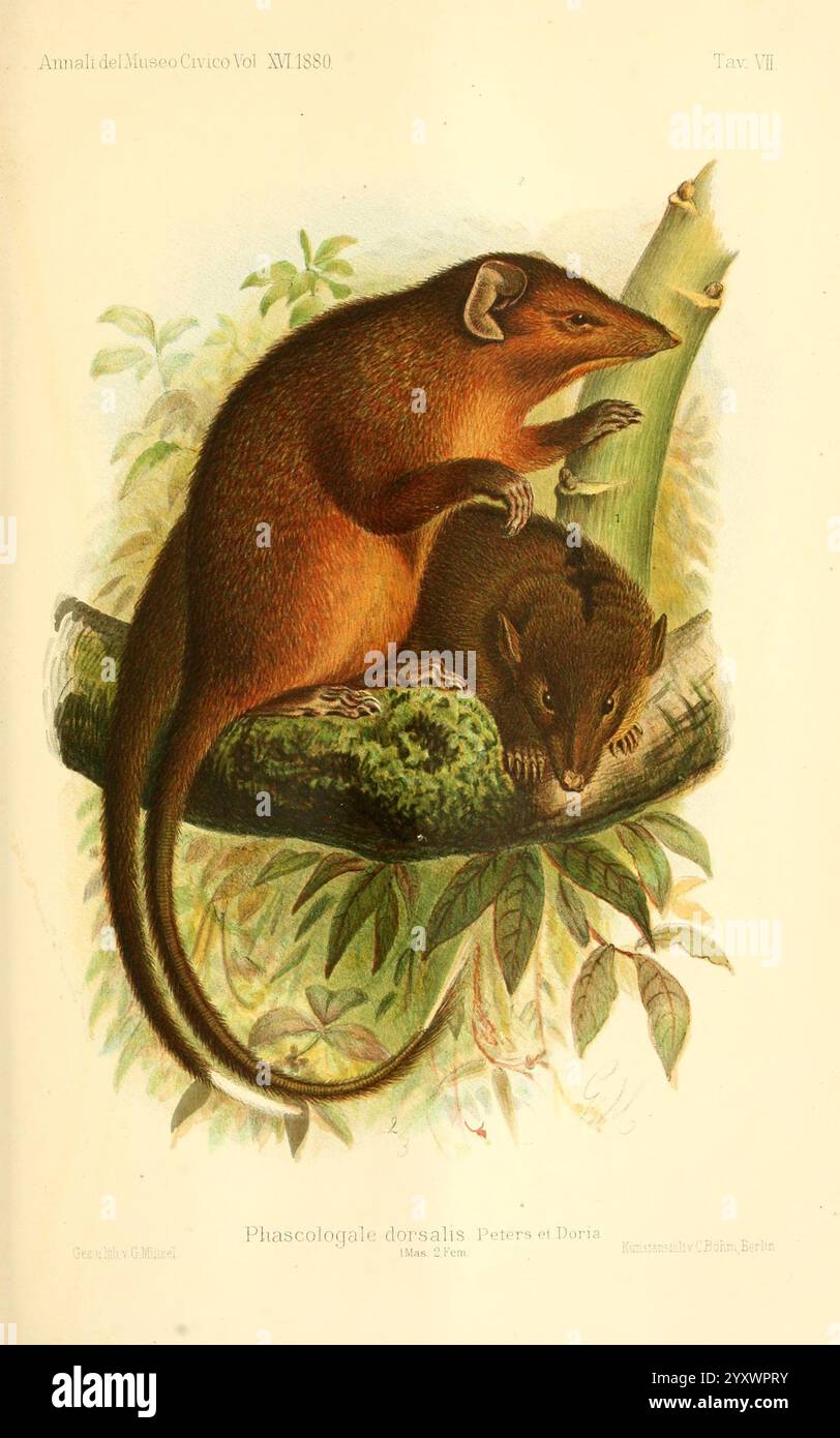 Marsupial taxonomy hi-res stock photography and images - Alamy