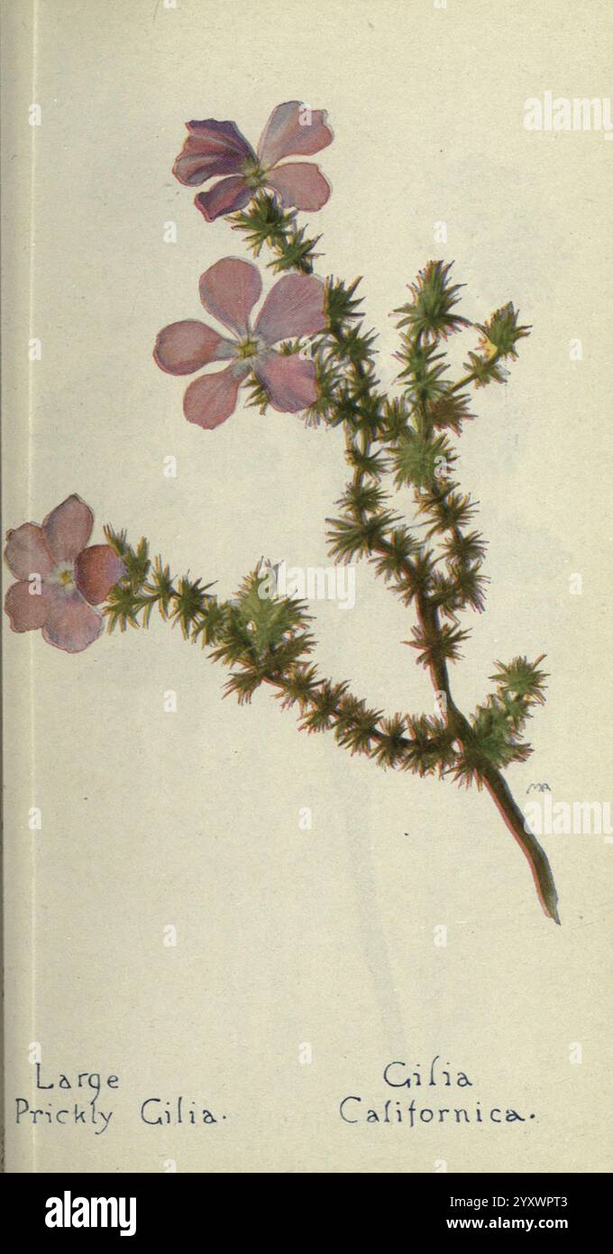 Leptodactylon californicum hi-res stock photography and images - Alamy