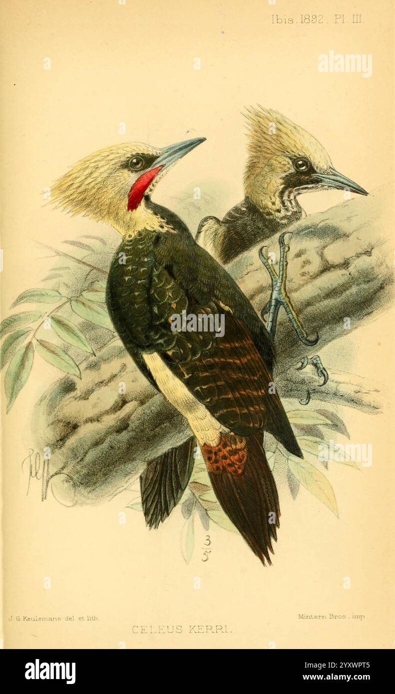 Ibis London Published British Ornithologists' Union Academic Press ...