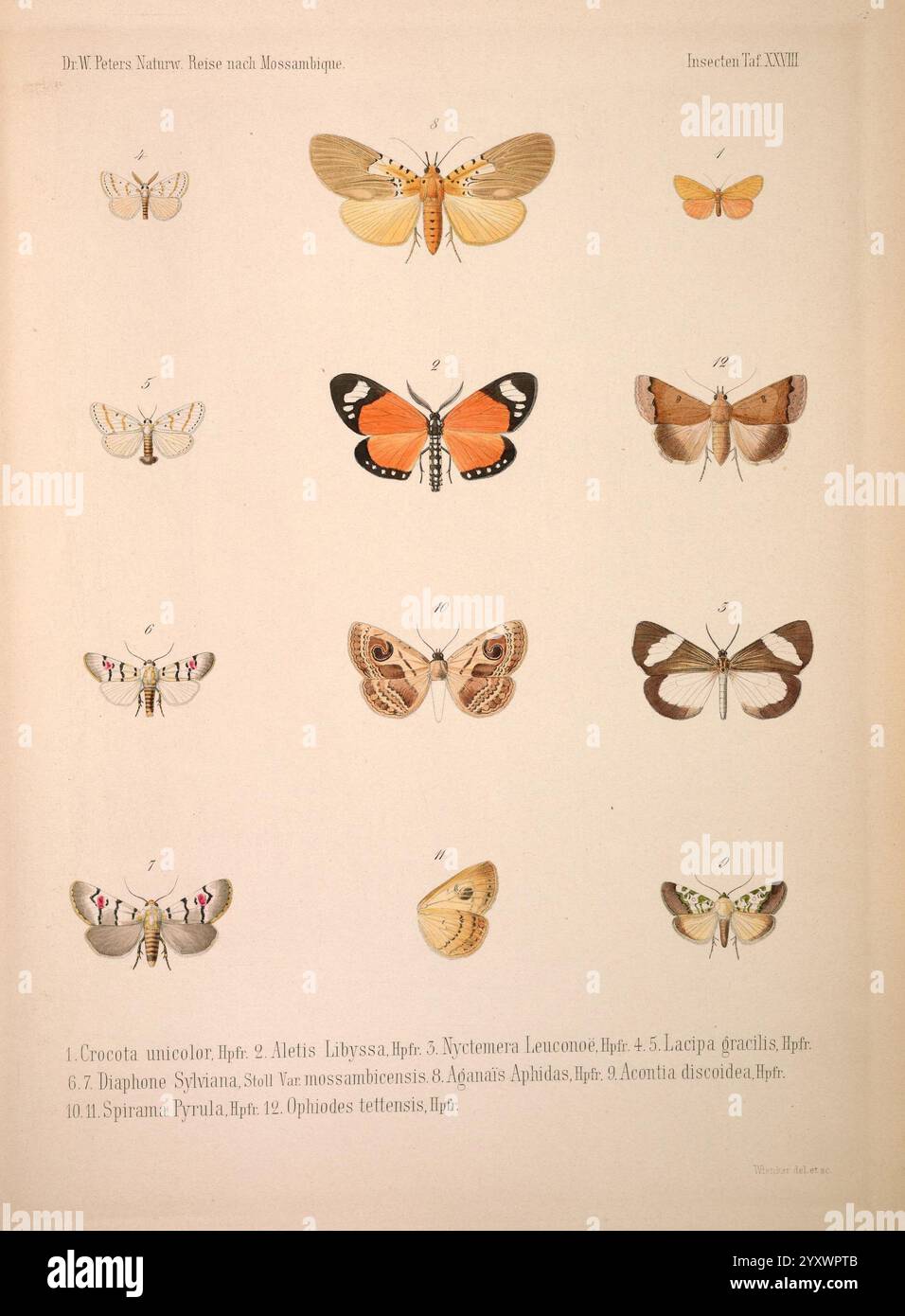 Lacipa gracilis hi-res stock photography and images - Alamy