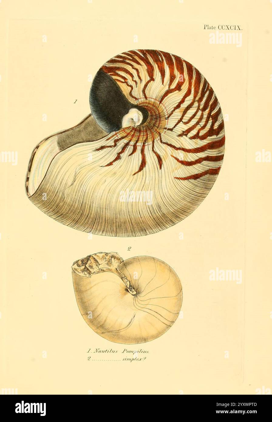 Conchologia systematica, or Complete system of conchology, London ...