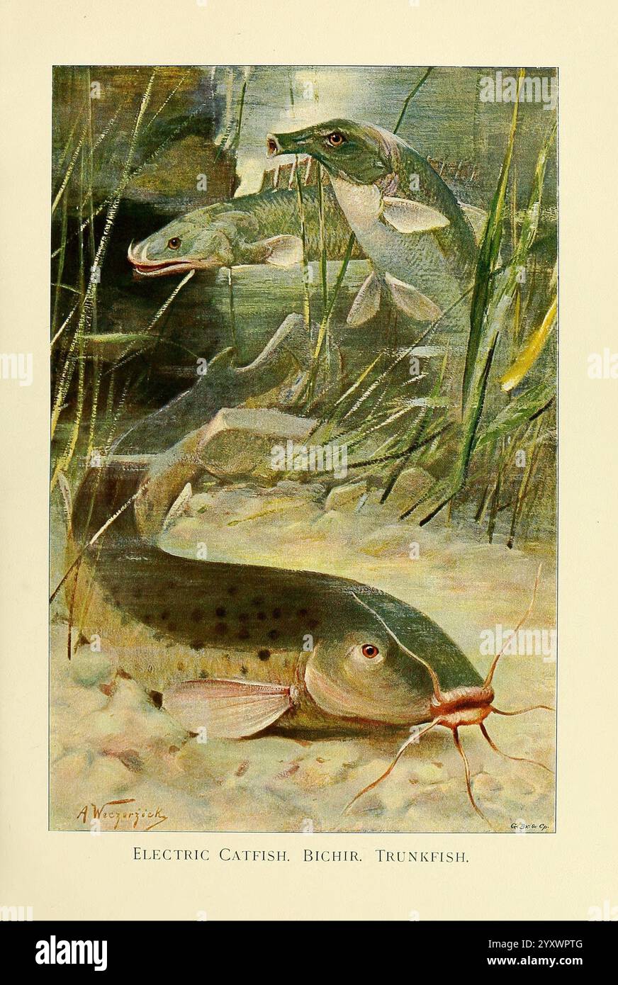 Electric catfish display hi-res stock photography and images - Alamy