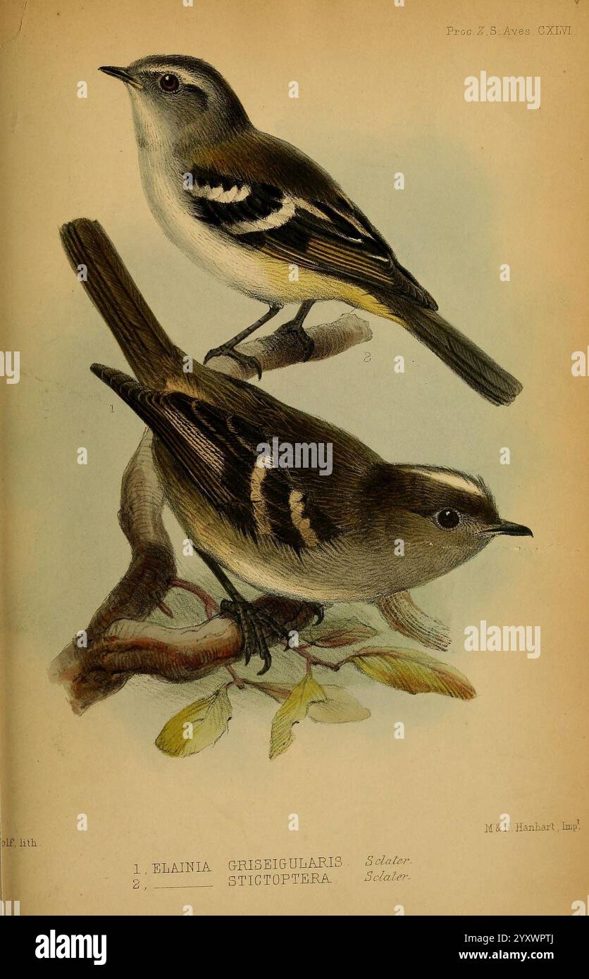 Illustration features two small birds perched hi-res stock photography ...