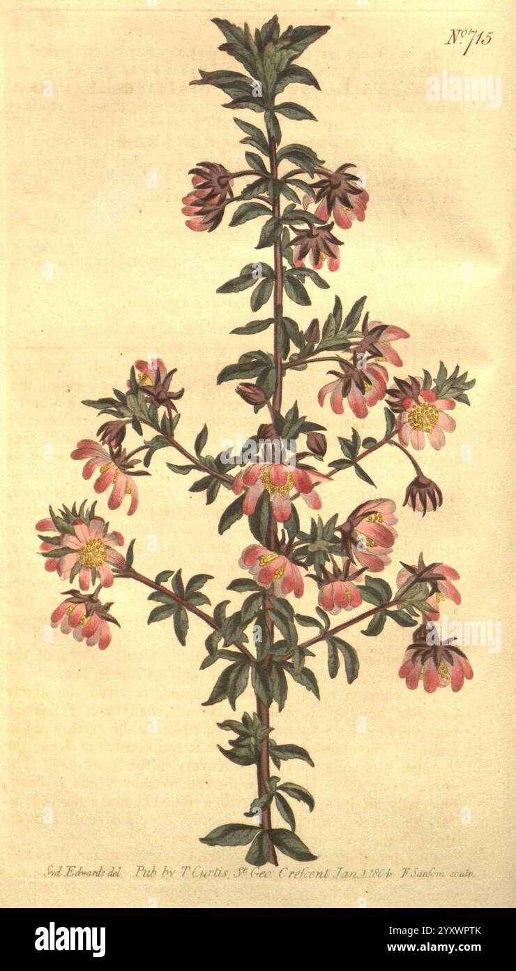 Family cunoniaceae hi-res stock photography and images - Alamy