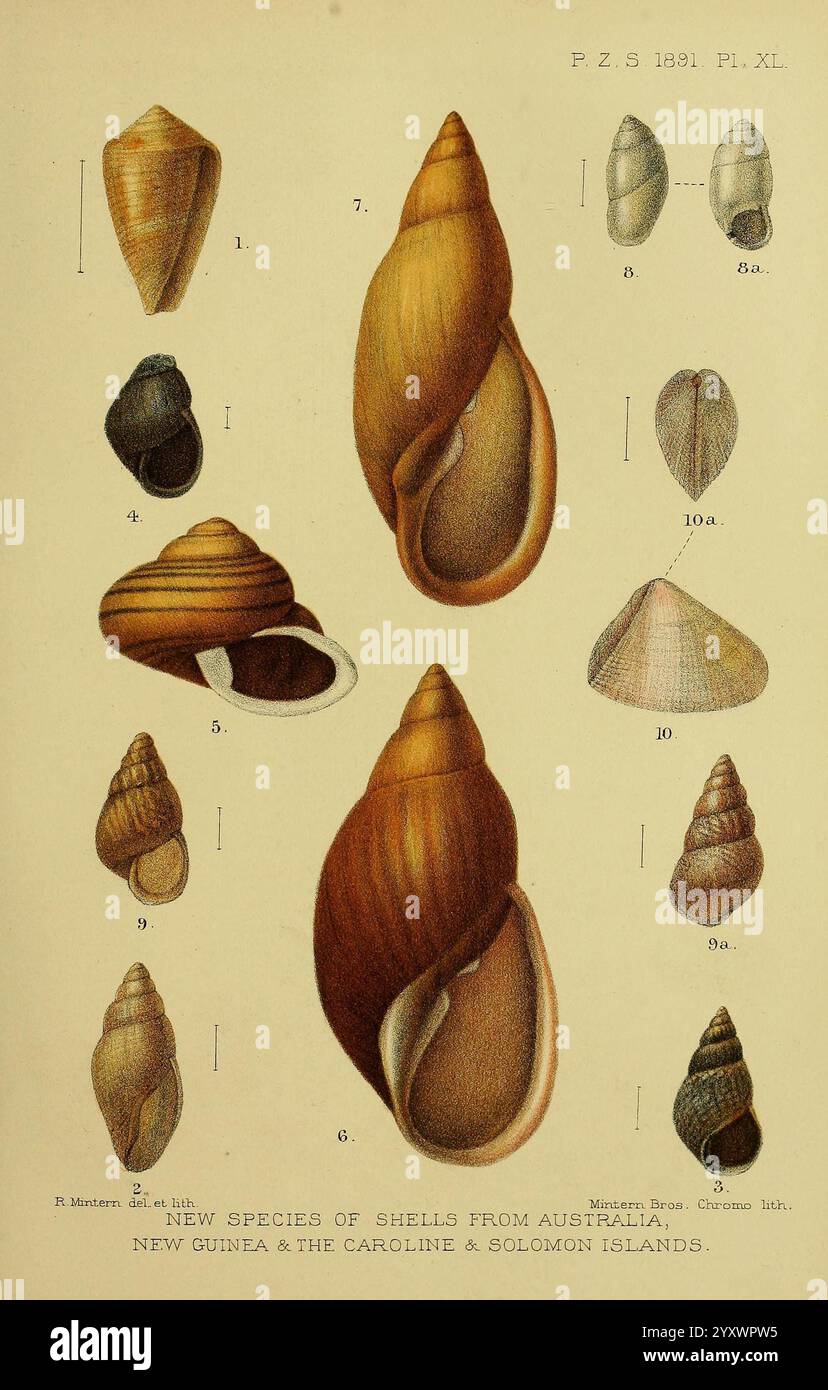 Proceedings of the Zoological Society of London London Academic Press ...