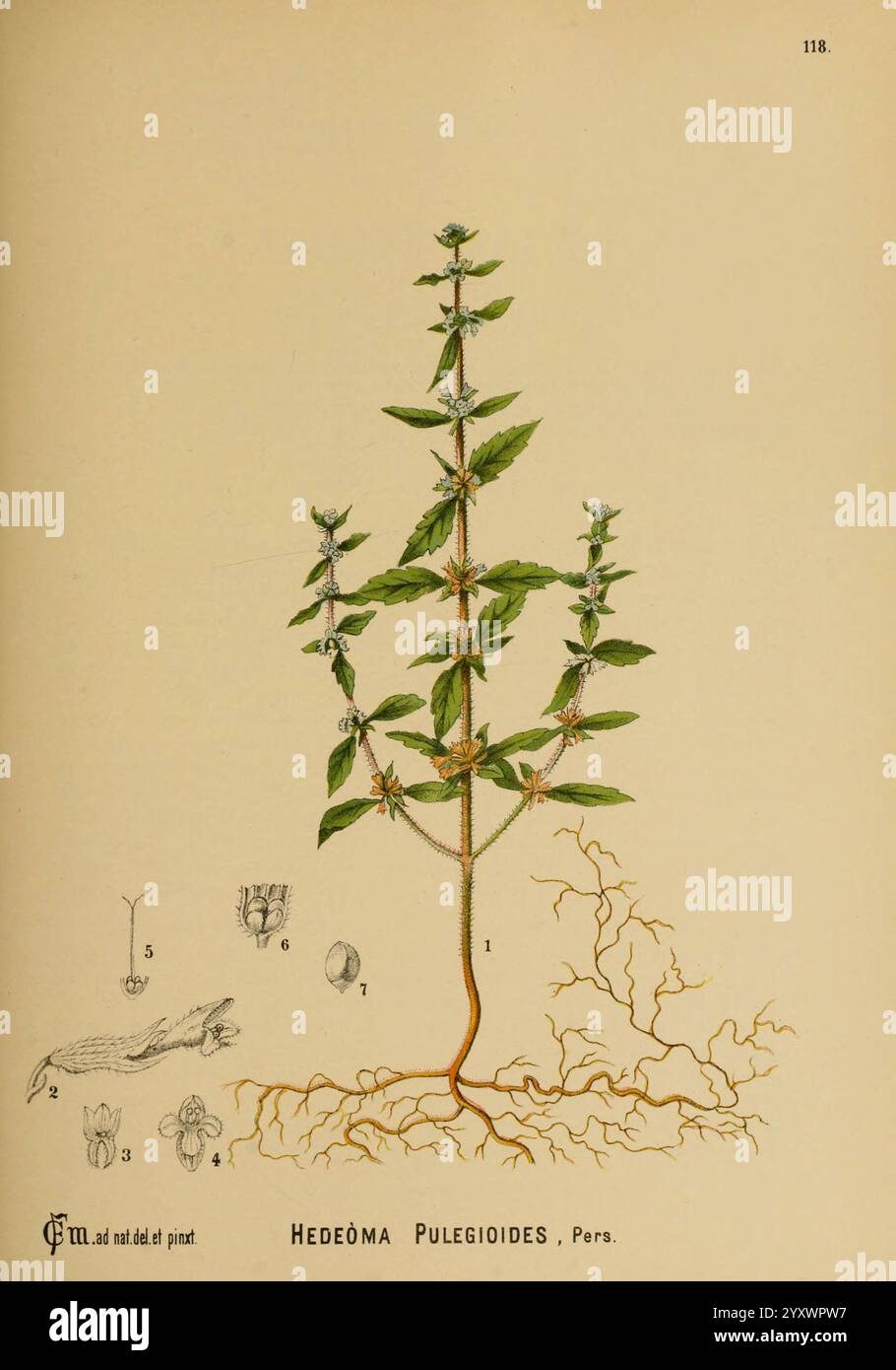 American, medicinal, plants, New York, Boericke & Tafel, c1887, botany ...